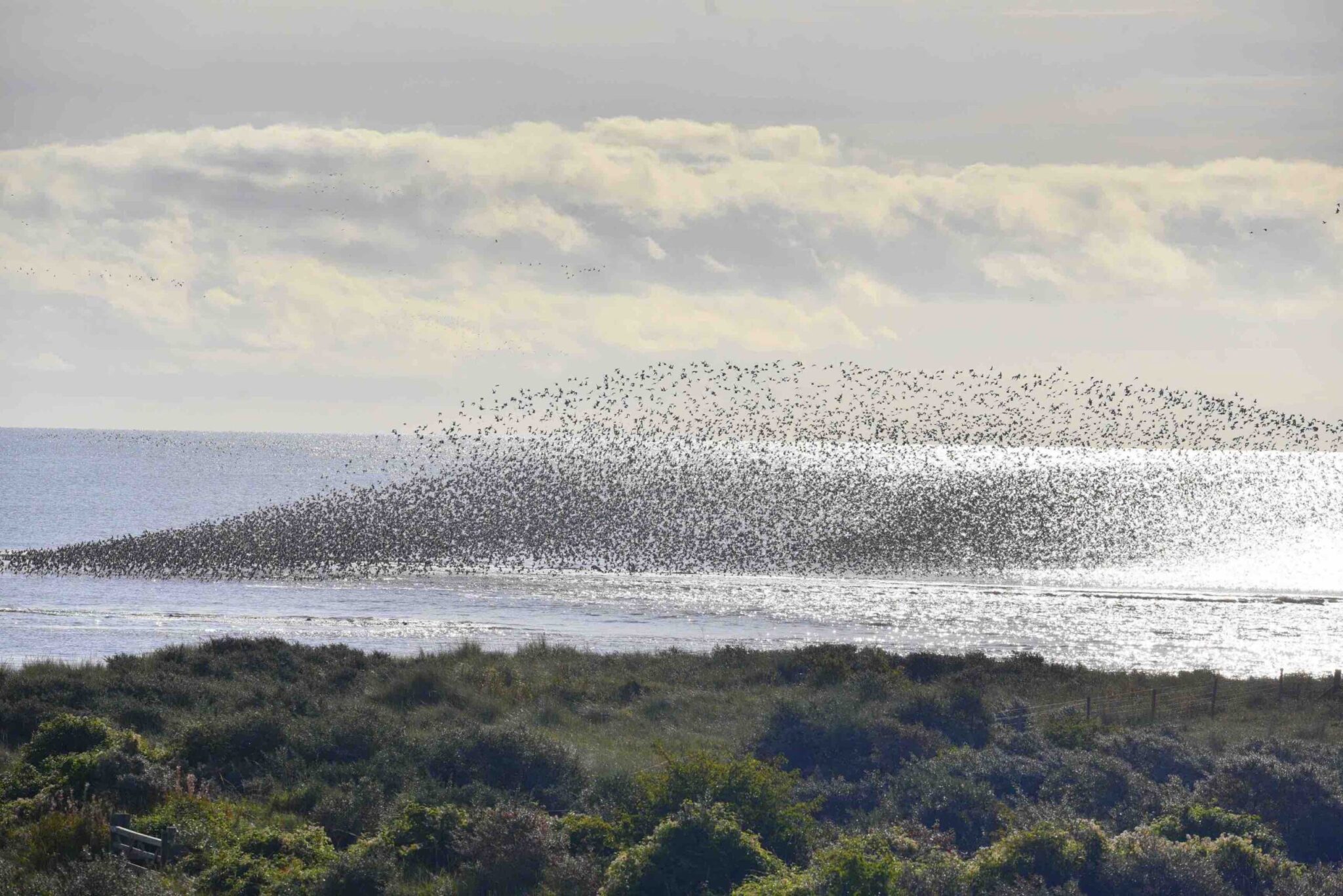 Migrating Birds Lincolnshire: Key Species and Seasonal Patterns